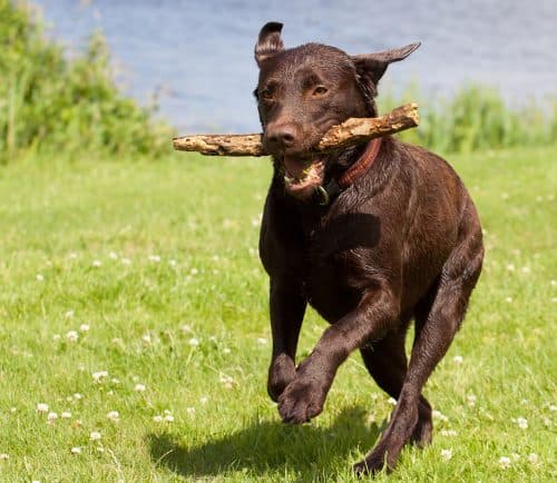 Chocolate Lab: Is a Chocolate Brown Labrador Rare? - K9 Web