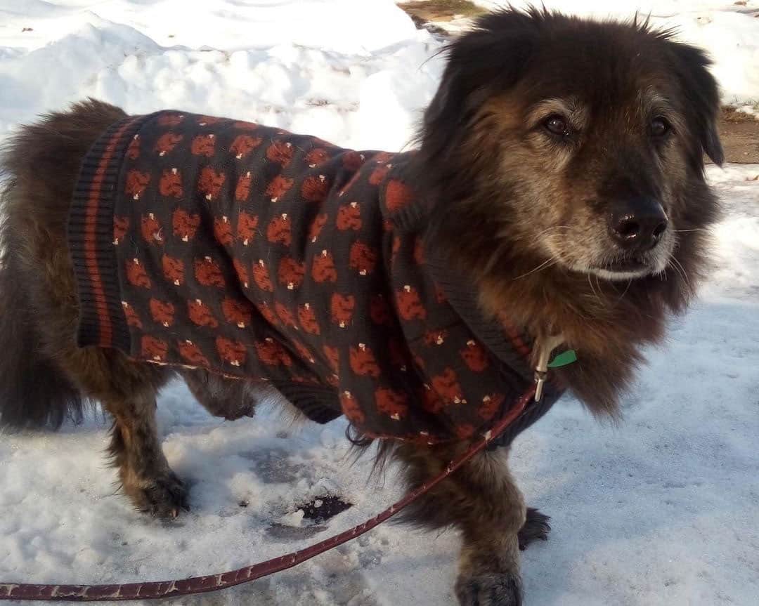 30 Basset Hound Mixes to Fall in Love with Right Now - K9 Web