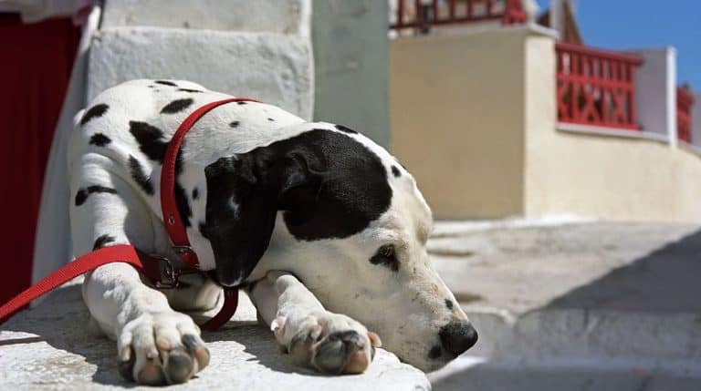 Dalmatians: Get to Know Regal Firehouse Dog - K9 Web