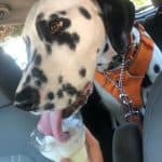 Dalmatians: Get to Know Regal Firehouse Dog - K9 Web