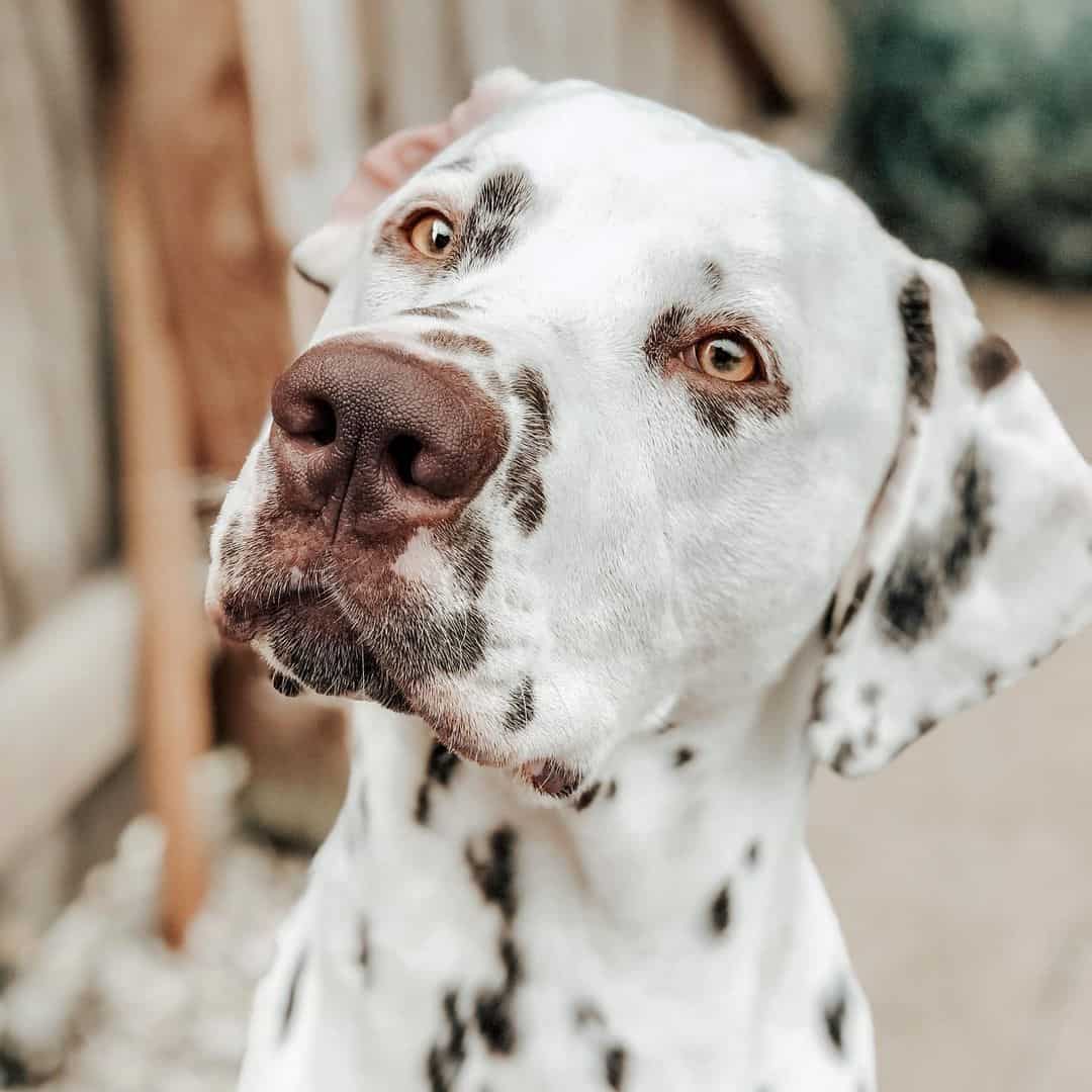 Dalmatians: Get to Know Regal Firehouse Dog - K9 Web