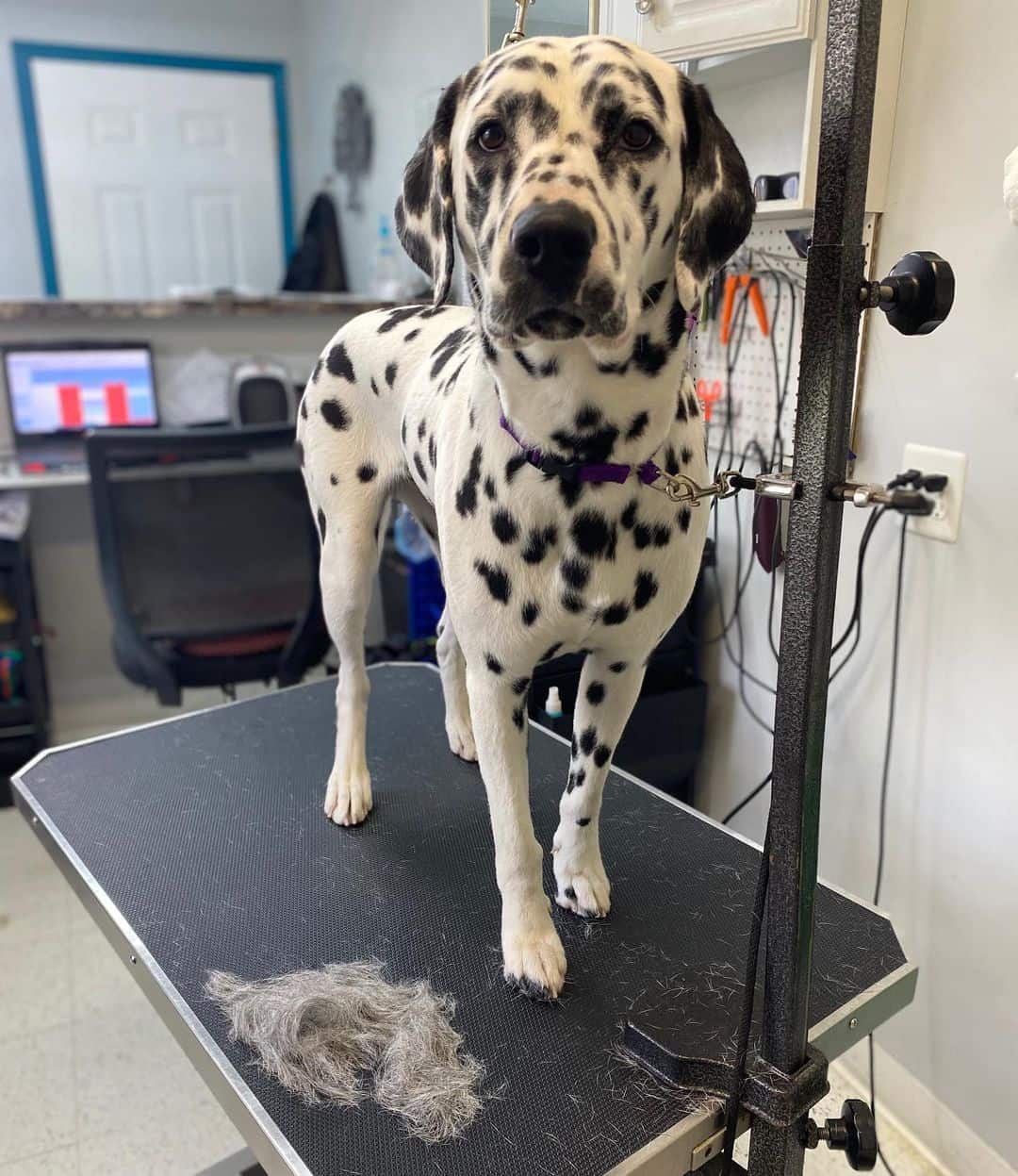 Dalmatians: Get to Know Regal Firehouse Dog - K9 Web