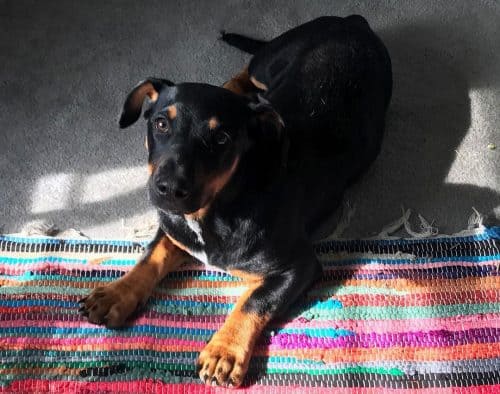 36 Basset Hound Mixes to Fall in Love with Right Now - K9 Web