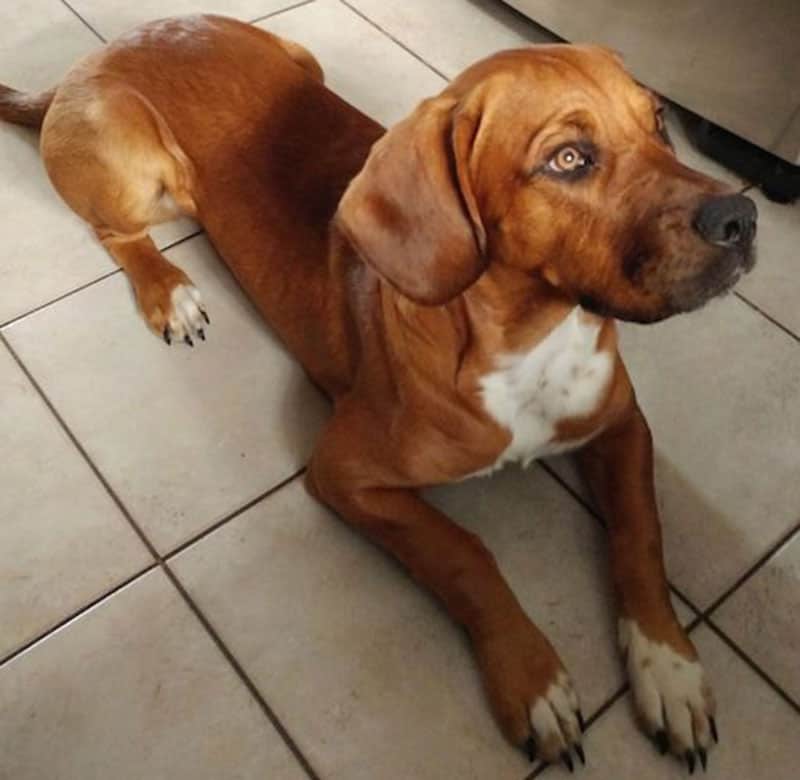 36 Basset Hound Mixes to Fall in Love with Right Now - K9 Web