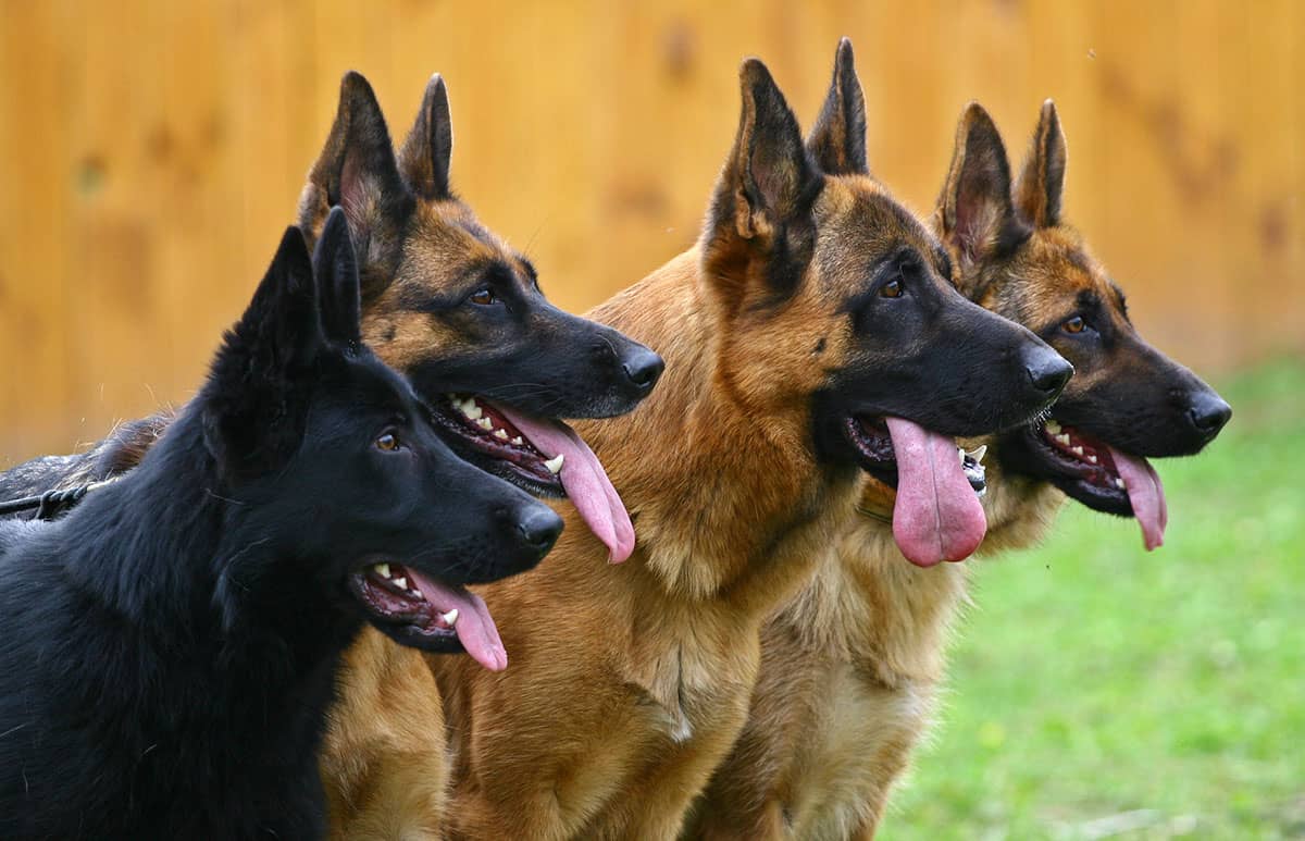 Types of German Shepherds: 5 Different Types of GSDs - K9 Web