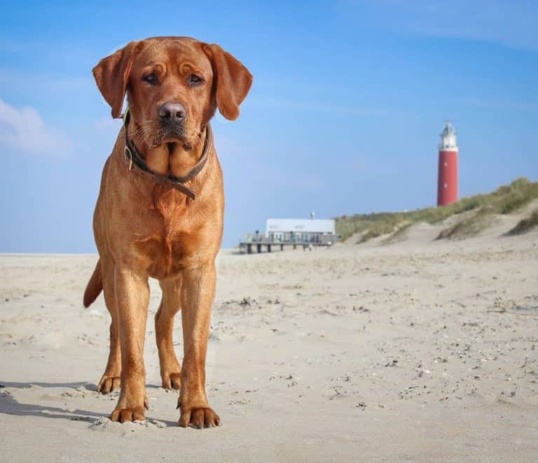 Red Lab Dog: Guide to Owning a Fox Red Labrador Retriever - K9 Web