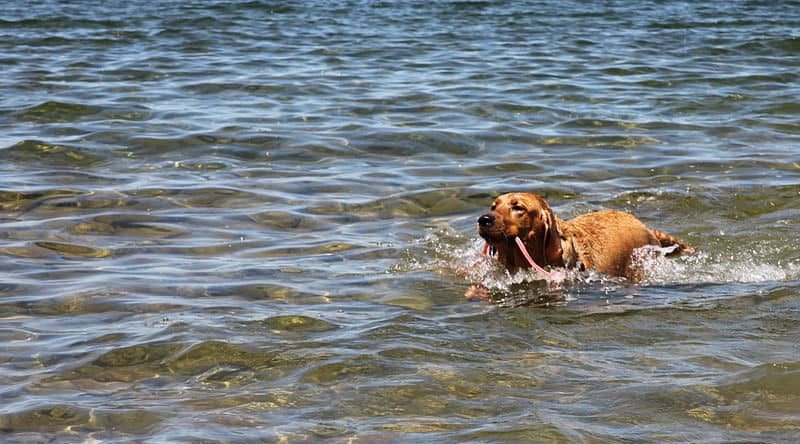 Red Lab Dog: Guide to Owning a Fox Red Labrador Retriever - K9 Web