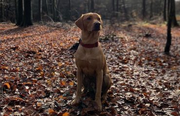 Red Lab Dog: Guide to Owning a Fox Red Labrador Retriever - K9 Web