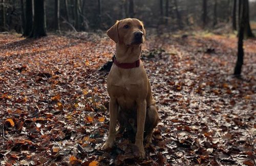 Red Lab Dog: Guide to Owning a Fox Red Labrador Retriever - K9 Web