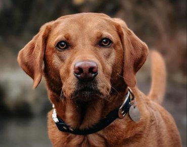 7 Facts You Need to Know Before Adopting a Fox Red Lab - K9 Web