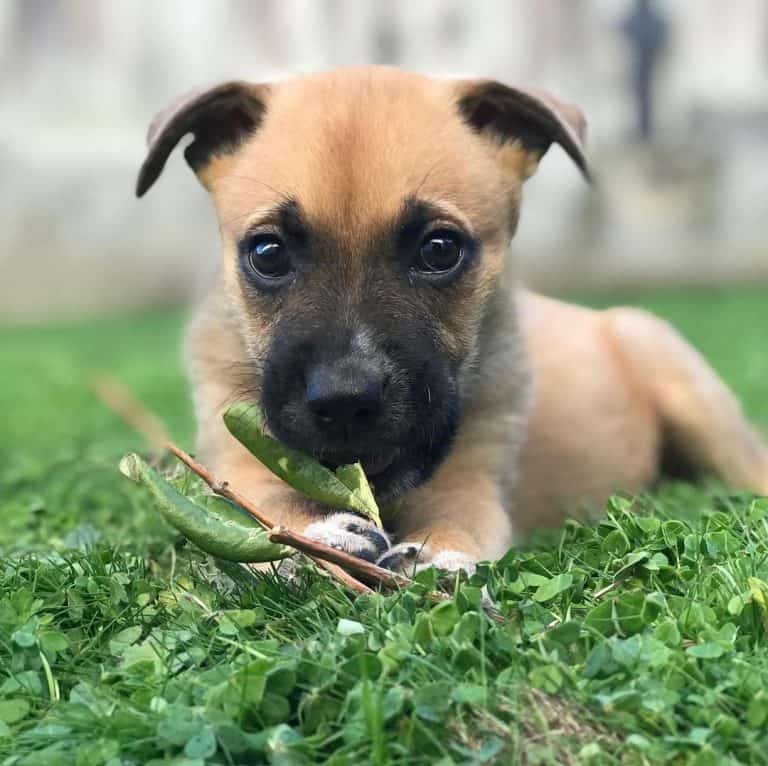 German Shepherd Boxer mix: Is this loyal dog right for you? - K9 Web