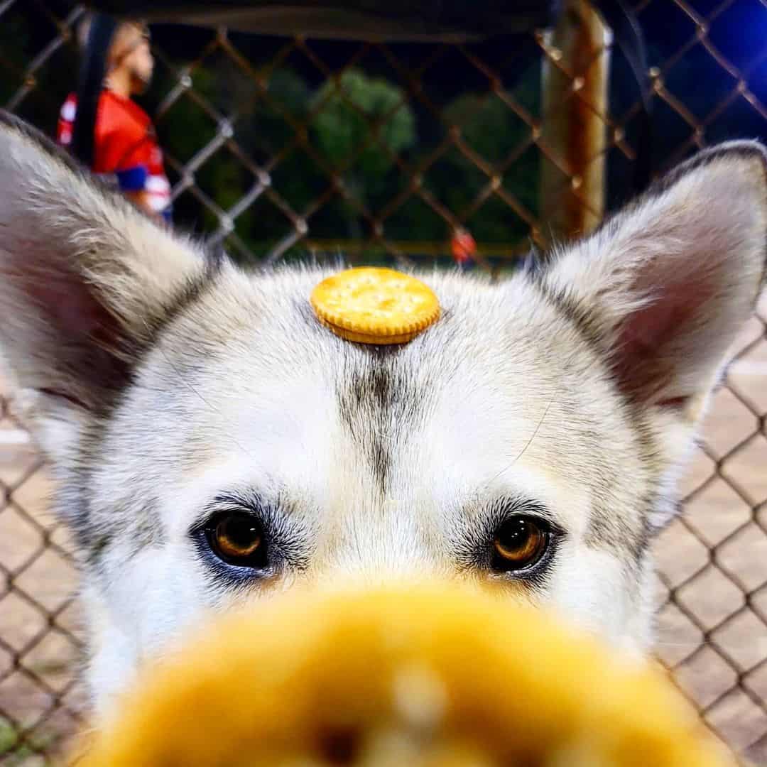 Is the German Shepherd Malamute mix a good crossbreed? - K9 Web