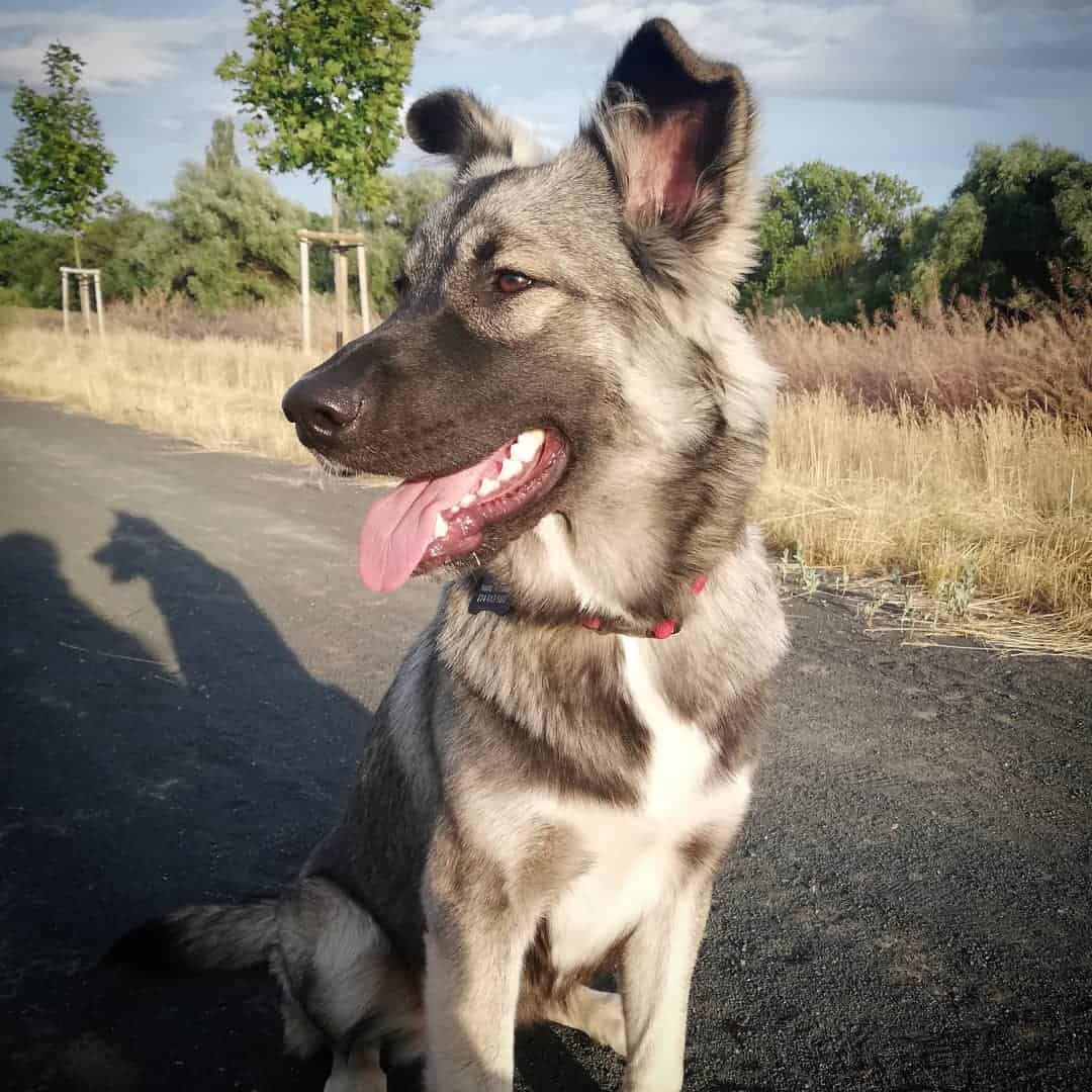 Is the German Shepherd Malamute mix a good crossbreed? - K9 Web