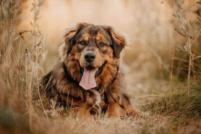 Friendly, eager to please: All about the Golden Mountain Dog - K9 Web