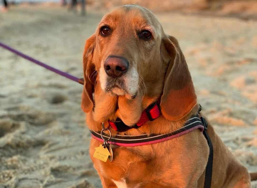 30 Basset Hound Mixes to Fall in Love with Right Now - K9 Web