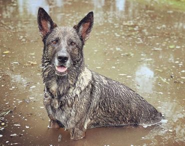 German Shepherd Colors: The Standard & Rare GSD Coat Colors - K9 Web