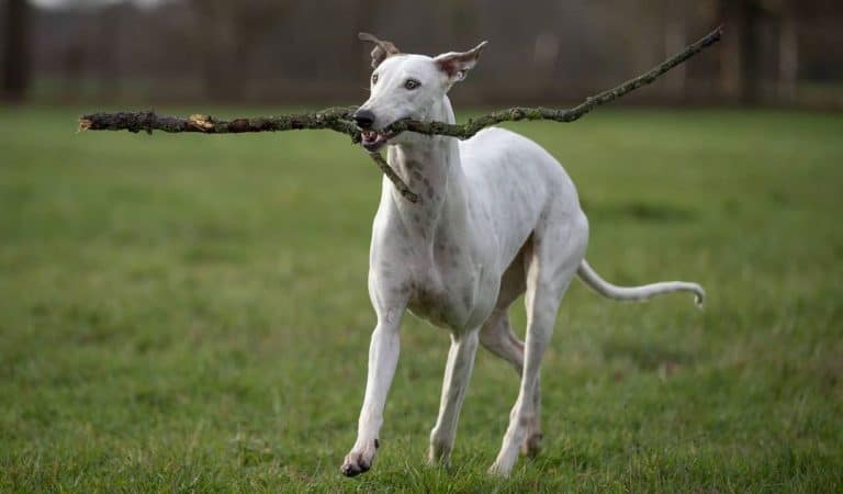 The Greyhound: Get to know the Ferraris of the canine world - K9 Web