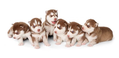 Dog Breed Information: Just how rare is the Red Husky? - K9 Web
