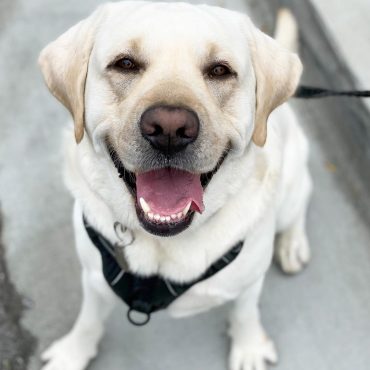 Are White Labradors purebred and other facts you need to know - K9 Web