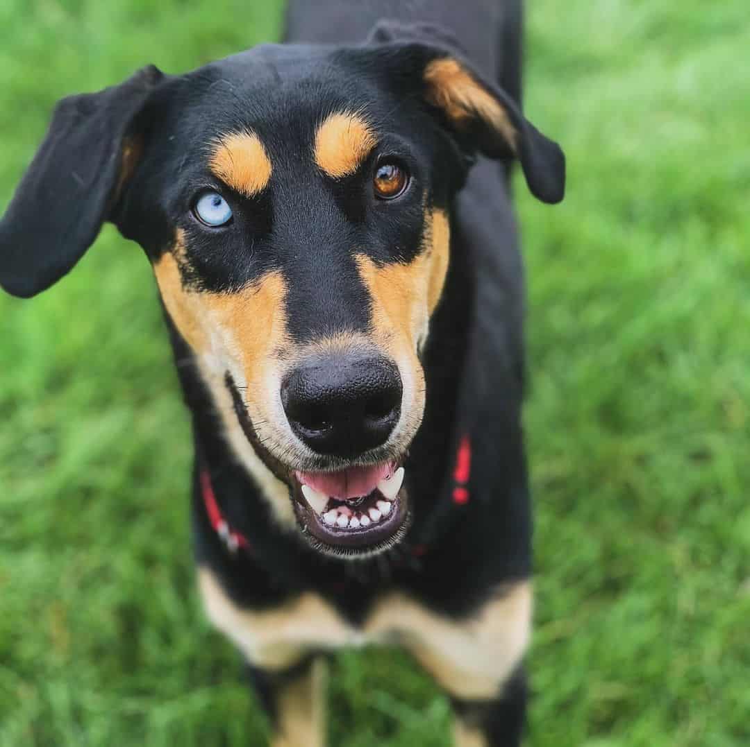 Doberman Pinscher And Husky Mix