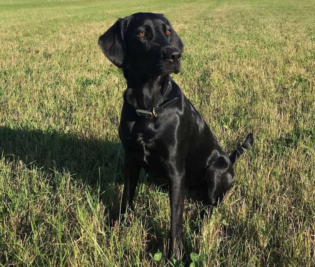 Scottish Terrier Labrador Mix