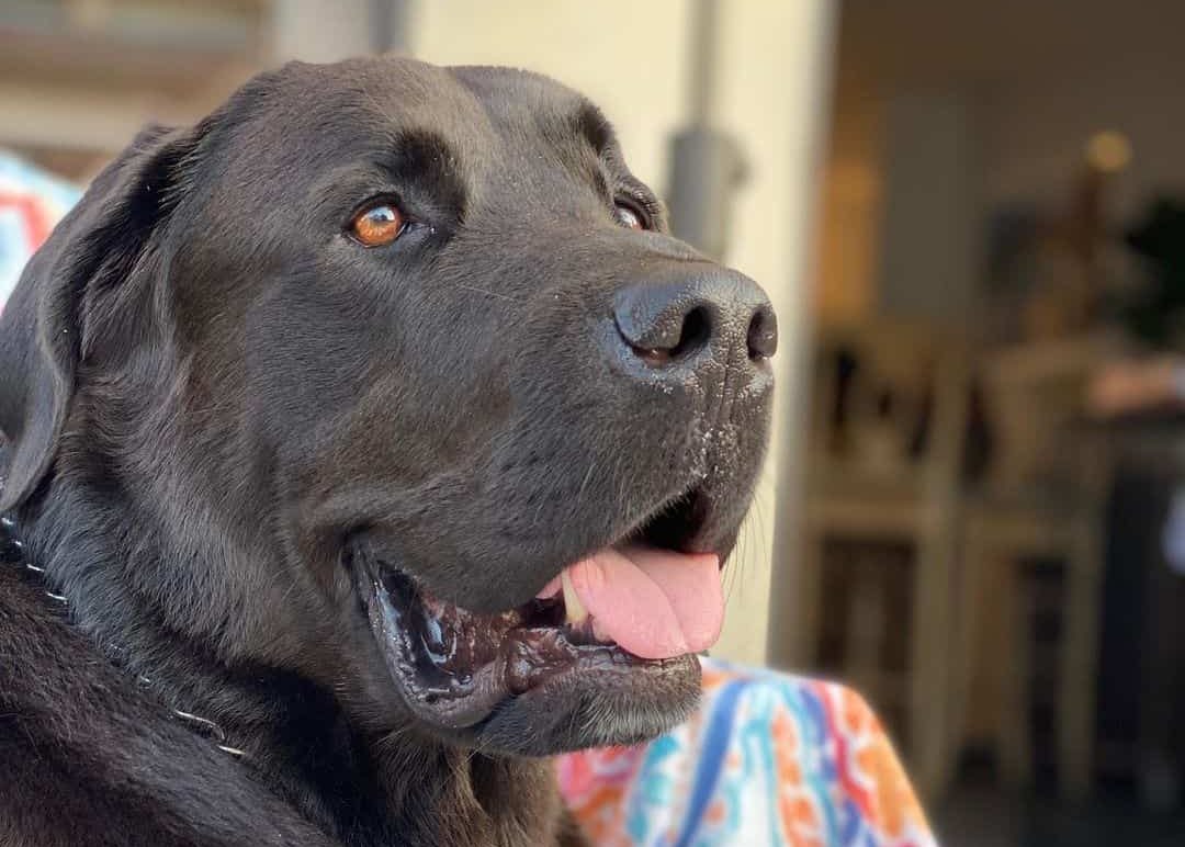 57 of the best Labrador Retriever Mixes for everybody - K9 Web