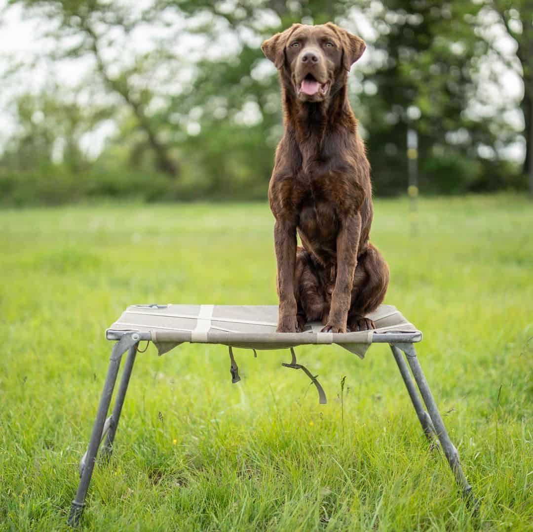 Why are Labrador Retrievers the Most Popular Dog Breed? - K9 Web