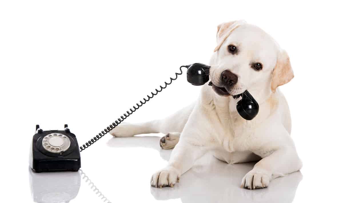 Why are Labrador Retrievers the Most Popular Dog Breed? - K9 Web