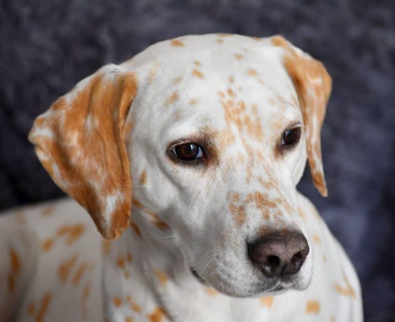 Dalmatians: Get to Know Regal Firehouse Dog - K9 Web