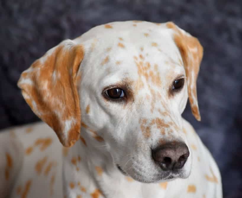 Dalmatians: Get to Know Regal Firehouse Dog - K9 Web