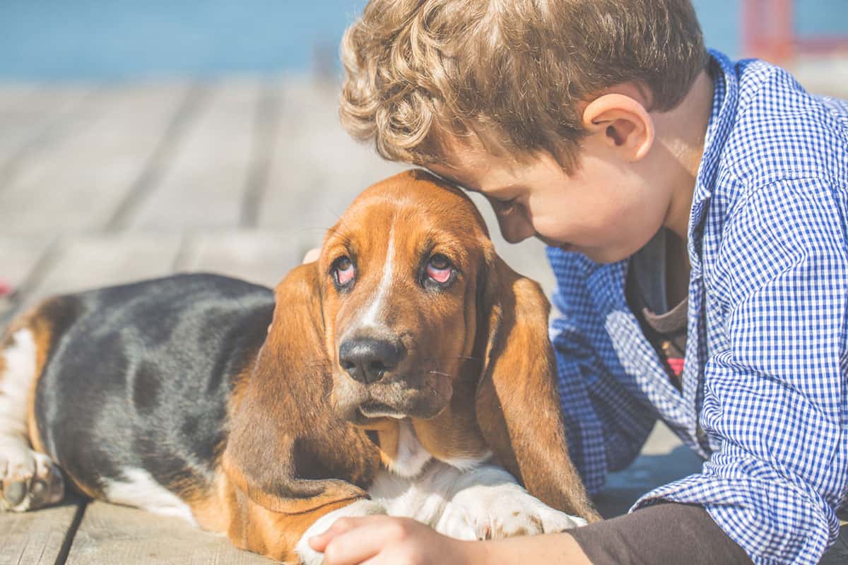 Low-key love: have you heard of the loyal Basset Hound? - K9 Web