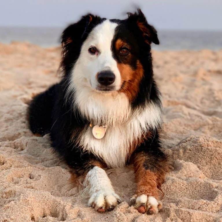 Is the Adorable Miniature American Shepherd Right for You? - K9 Web