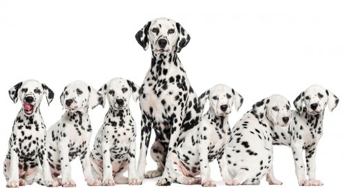 Dalmatians: Get to Know Regal Firehouse Dog - K9 Web