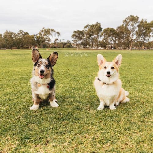 Corgidor: Is the Corgi Lab mix a good dog? - K9 Web