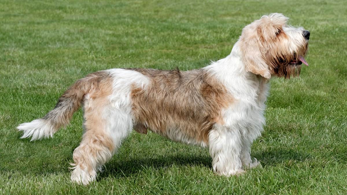 Low-key love: have you heard of the loyal Basset Hound? - K9 Web