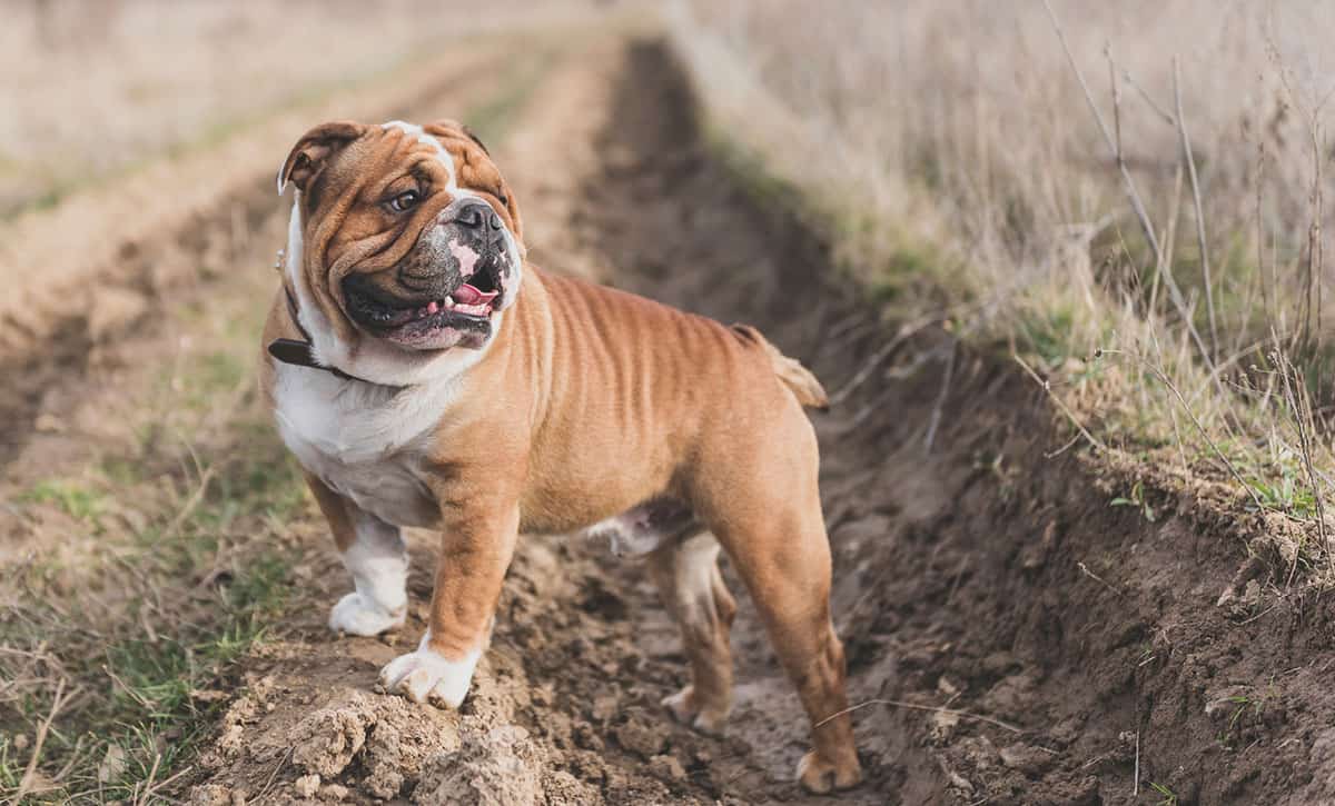 Bullhuahuas: Are they good family dogs to have? - K9 Web