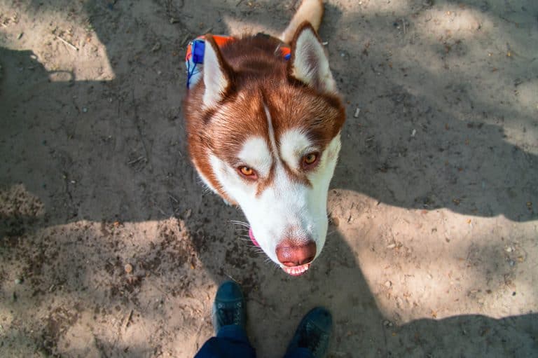 Dog Breed Information: Just how rare is the Red Husky? - K9 Web