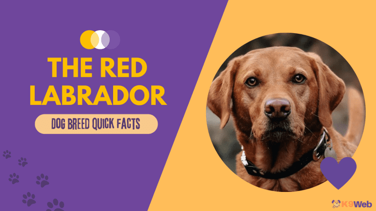 Red Lab Dog: Guide to Owning a Fox Red Labrador Retriever - K9 Web