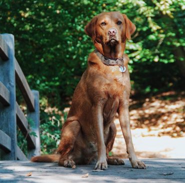 Red Lab Dog: Guide to Owning a Fox Red Labrador Retriever - K9 Web