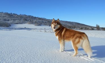Dog Breed Information: Just how rare is the Red Husky? - K9 Web