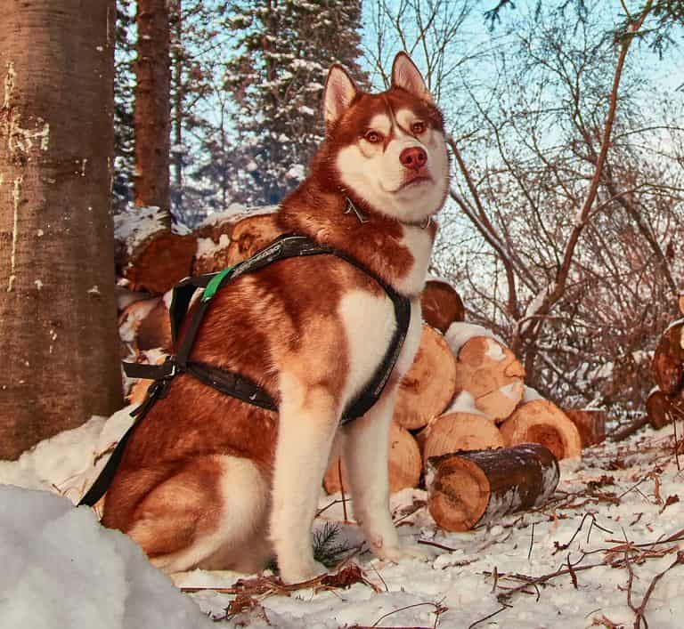 Dog Breed Information: Just how rare is the Red Husky? - K9 Web