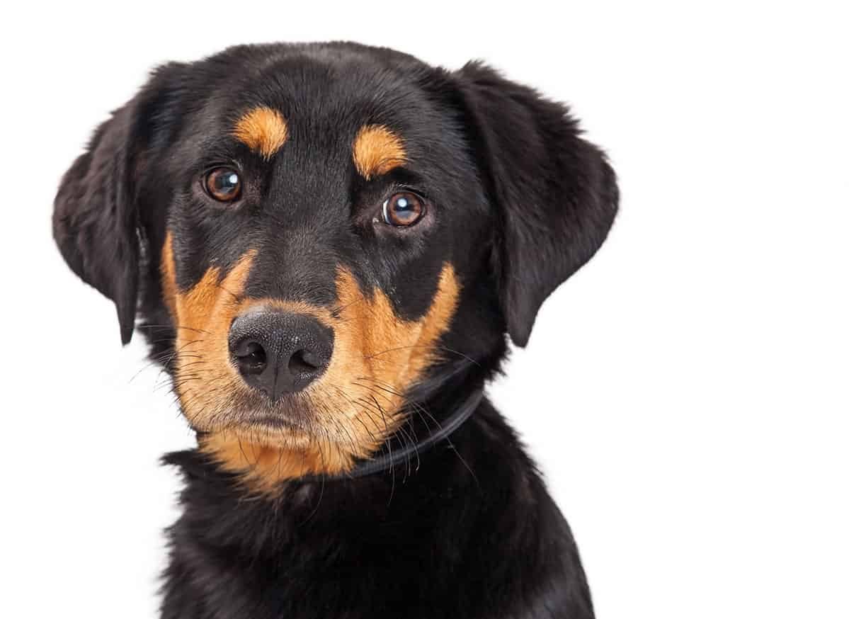 Labrador Retriever Mixes: 57 Different Lab Crossbreeds - K9 Web