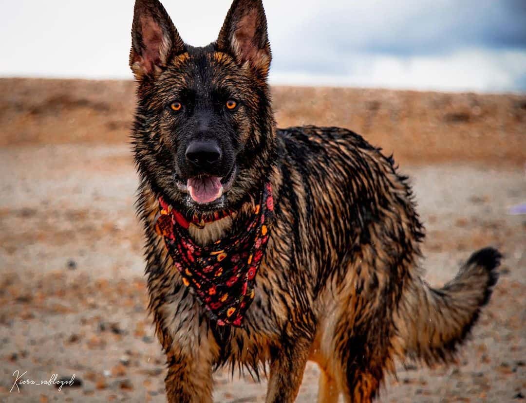 German Shepherd Colors: The Standard & Rare GSD Coat Colors - K9 Web