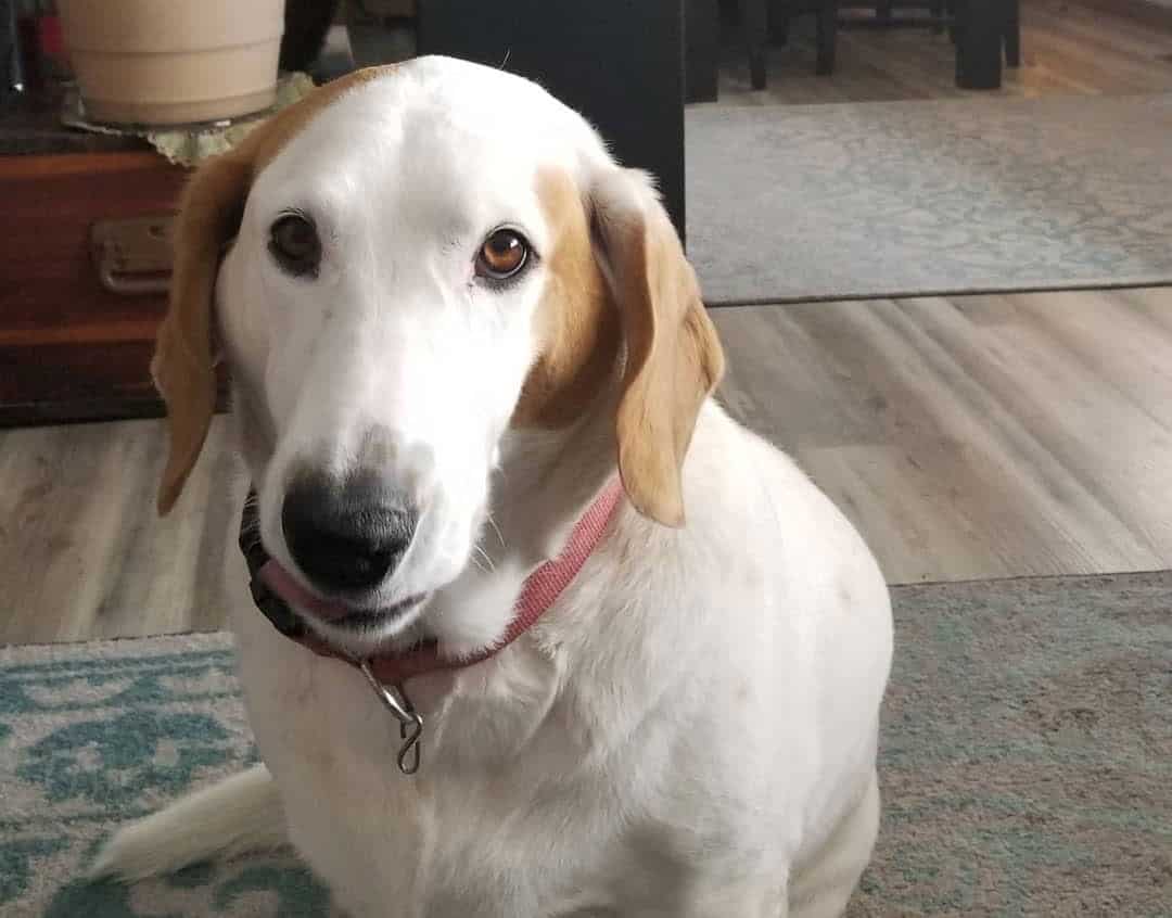 36 Basset Hound Mixes to Fall in Love with Right Now - K9 Web