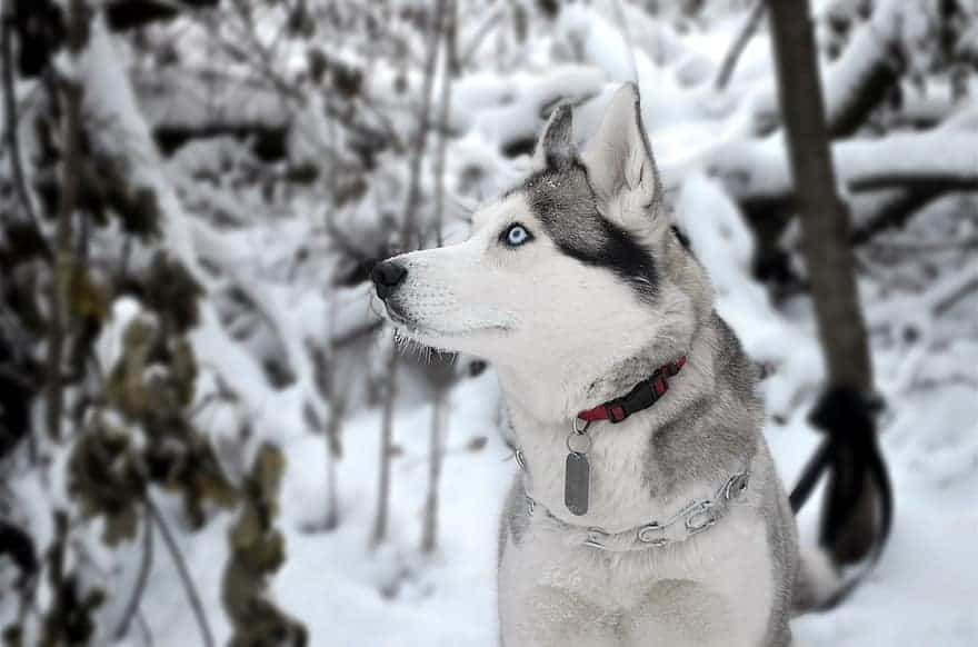 500+ Husky Names: The Most Comprehensive List You’ll Find - K9 Web