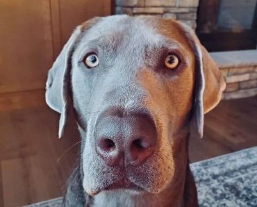 The Truth You Need to Know About Silver Labs - K9 Web