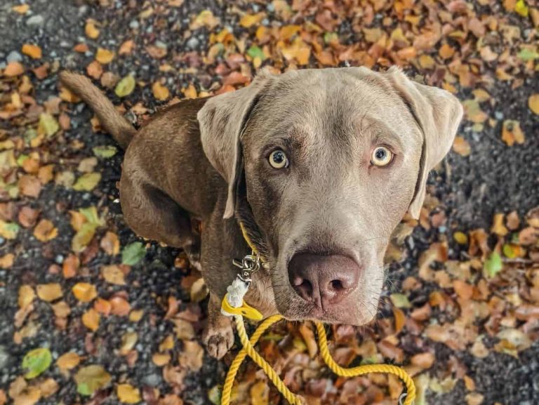 The Truth You Need to Know About Silver Labs - K9 Web