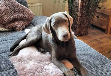 The Truth You Need to Know About Silver Labs - K9 Web