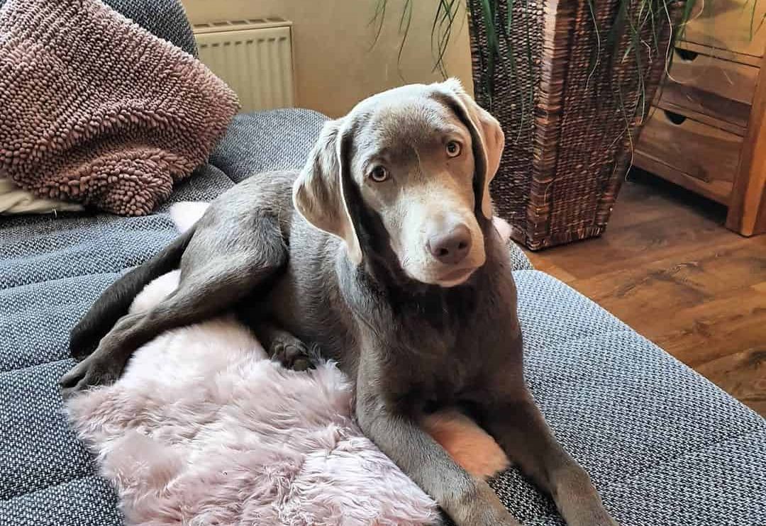 The Truth You Need to Know About Silver Labs - K9 Web