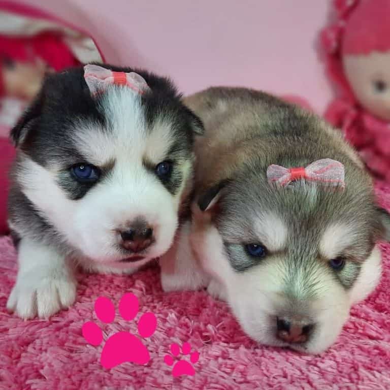 500+ Husky Names: The Most Comprehensive List You’ll Find - K9 Web